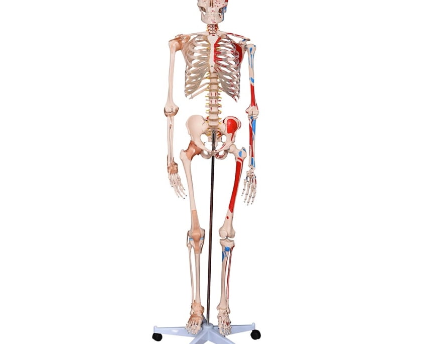 İnsan İskeleti Modeli | anatomia